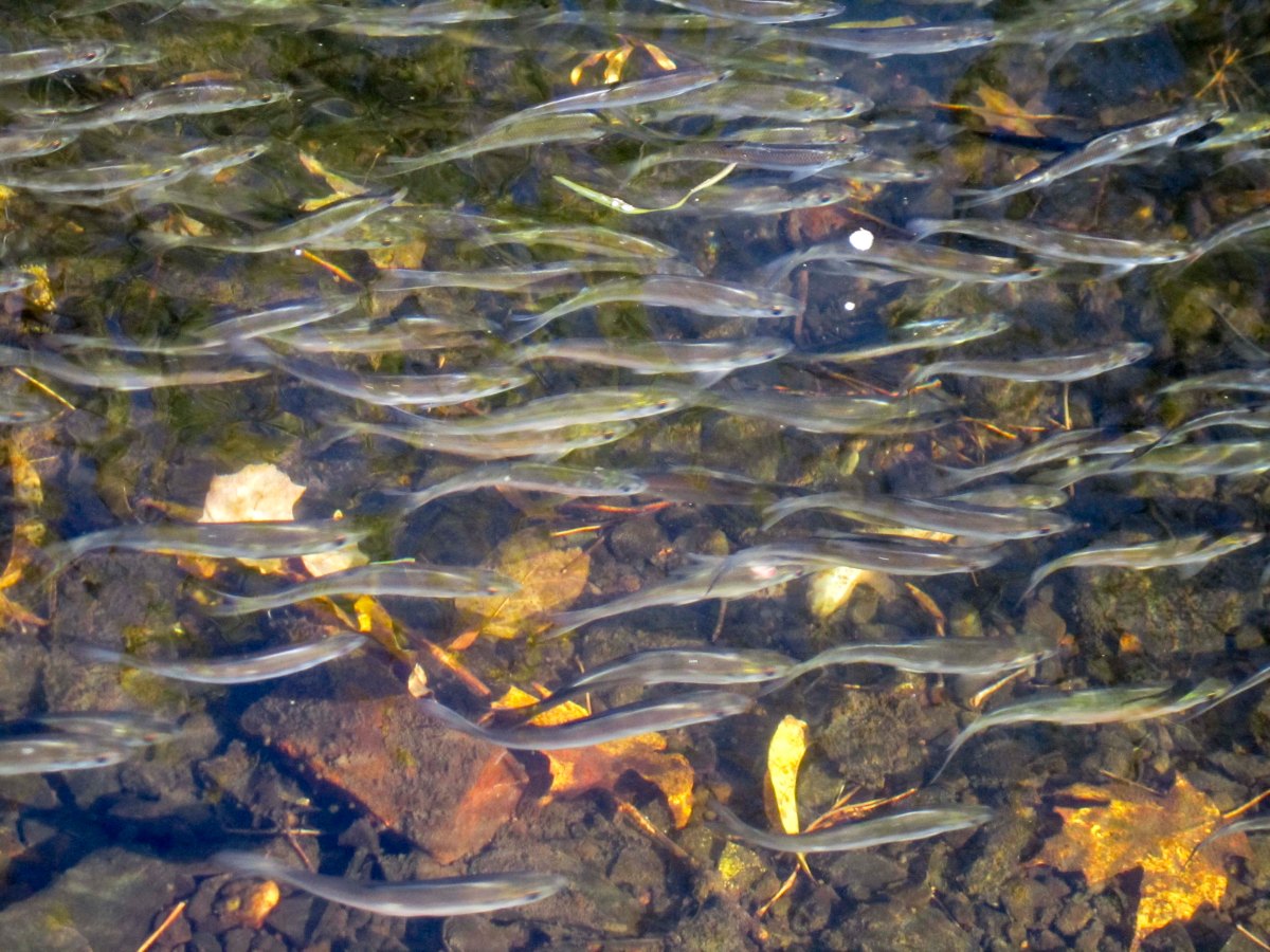 Fish split. Out of this water body – Everything Eats Alewives
