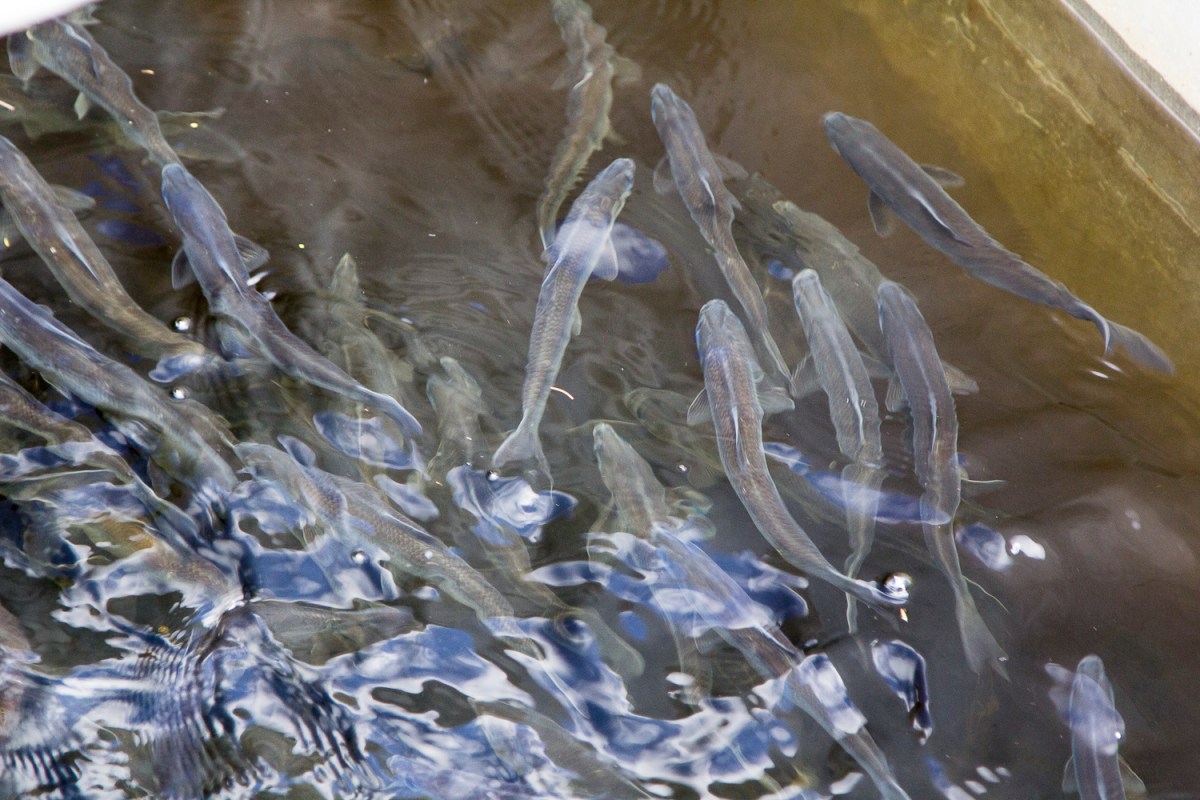 Anadromous – Everything Eats Alewives